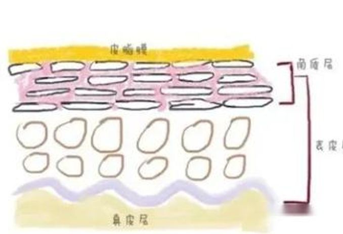 皮脂膜是怎麼形成的 - 生活 - iNewsDB 日日新聞．掌握每日新鮮事