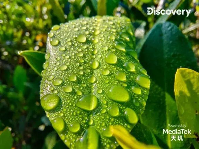 MediaTek 攜手Discovery探索多元生態，天璣影像記錄自然之美 - 數碼 - iNewsDB 日日新聞．掌握每日新鮮事