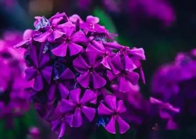 紫色的含義和象徵