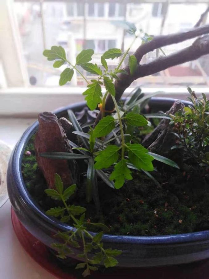 2021｜陽臺上的驚豔時光 - 女人 - iNewsDB 日日新聞．掌握每日新鮮事